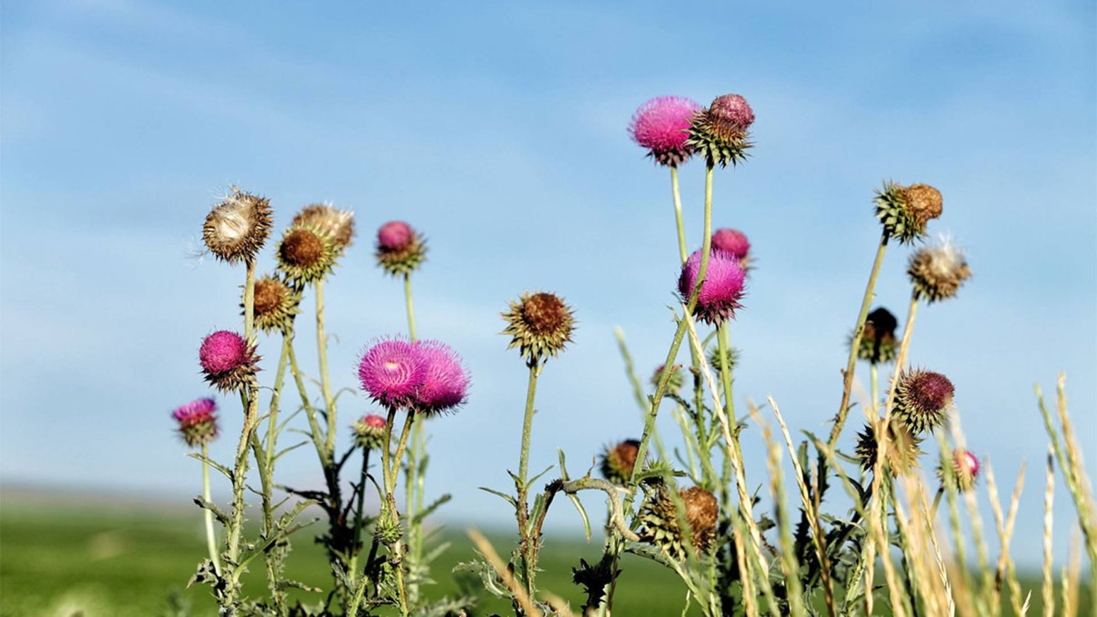 Principalele buruieni care afectează culturile de câmp - BASF ...