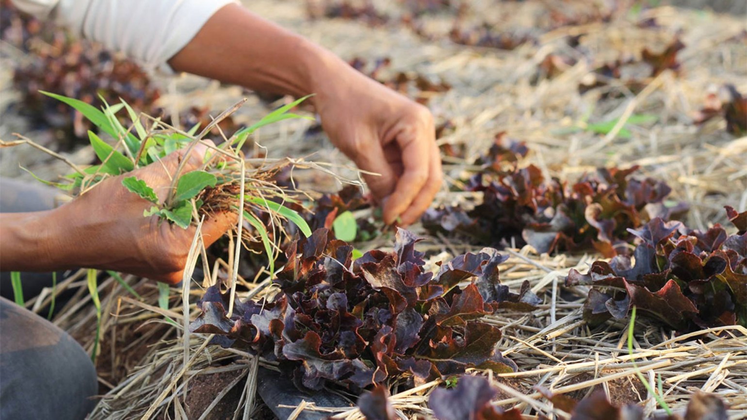 Principalele buruieni care afectează culturile de câmp - BASF ...