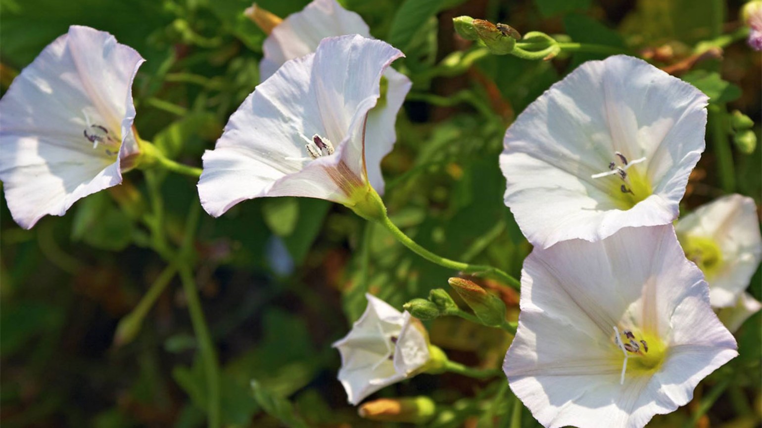 Principalele buruieni care afectează culturile de câmp - BASF ...