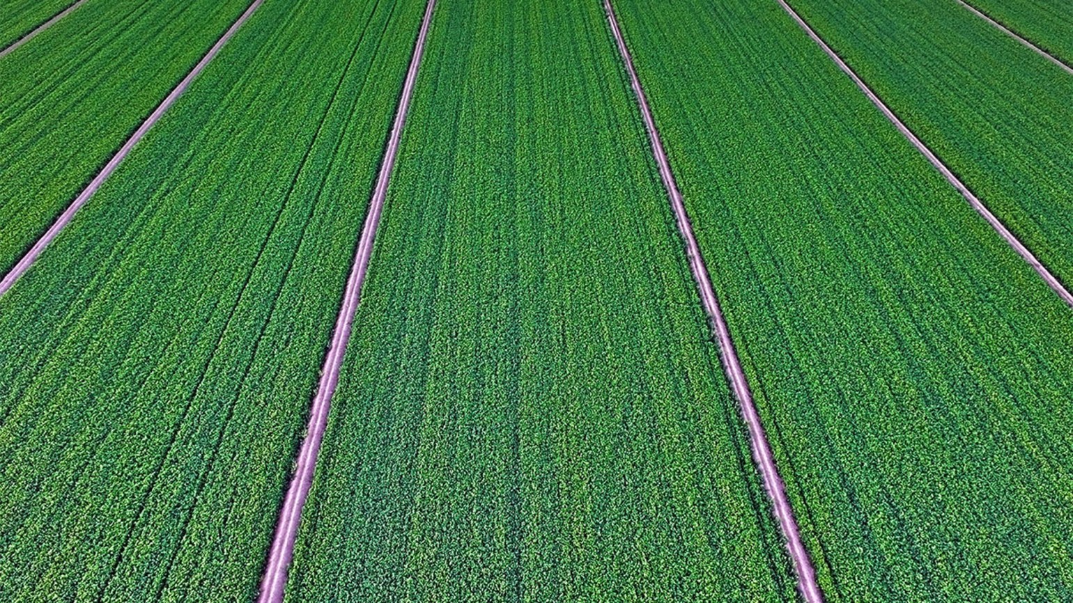 Cultura lucernei: cum obtii productii de lucerna ridicate