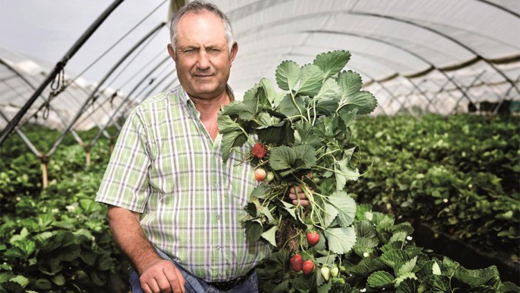 Arbuști fructiferi și căpșuni - BASF Agricultural Solutions România