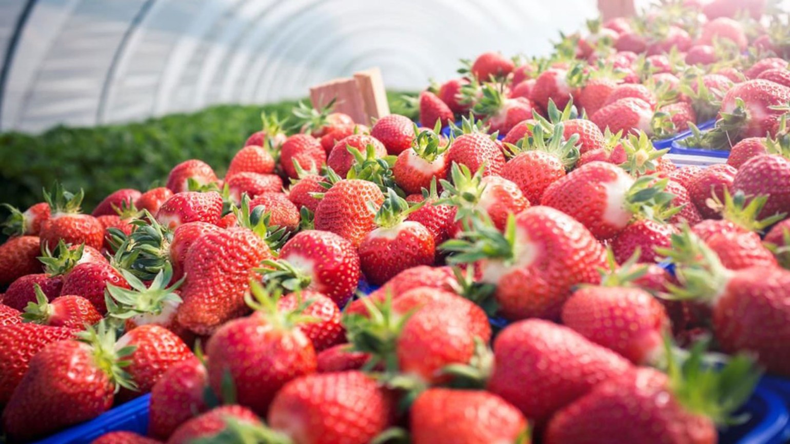 Totul despre cultura de capsuni: plantare, intretinere, prot