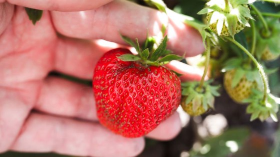 Totul despre cultura de capsuni: plantare, intretinere, prot
