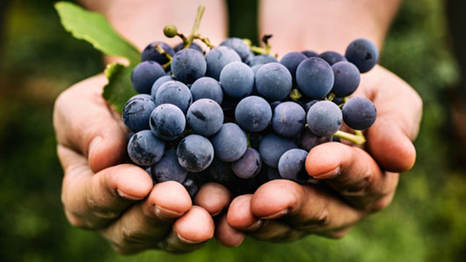 Ciprian Manea, Crama Minis Winery, Arad
