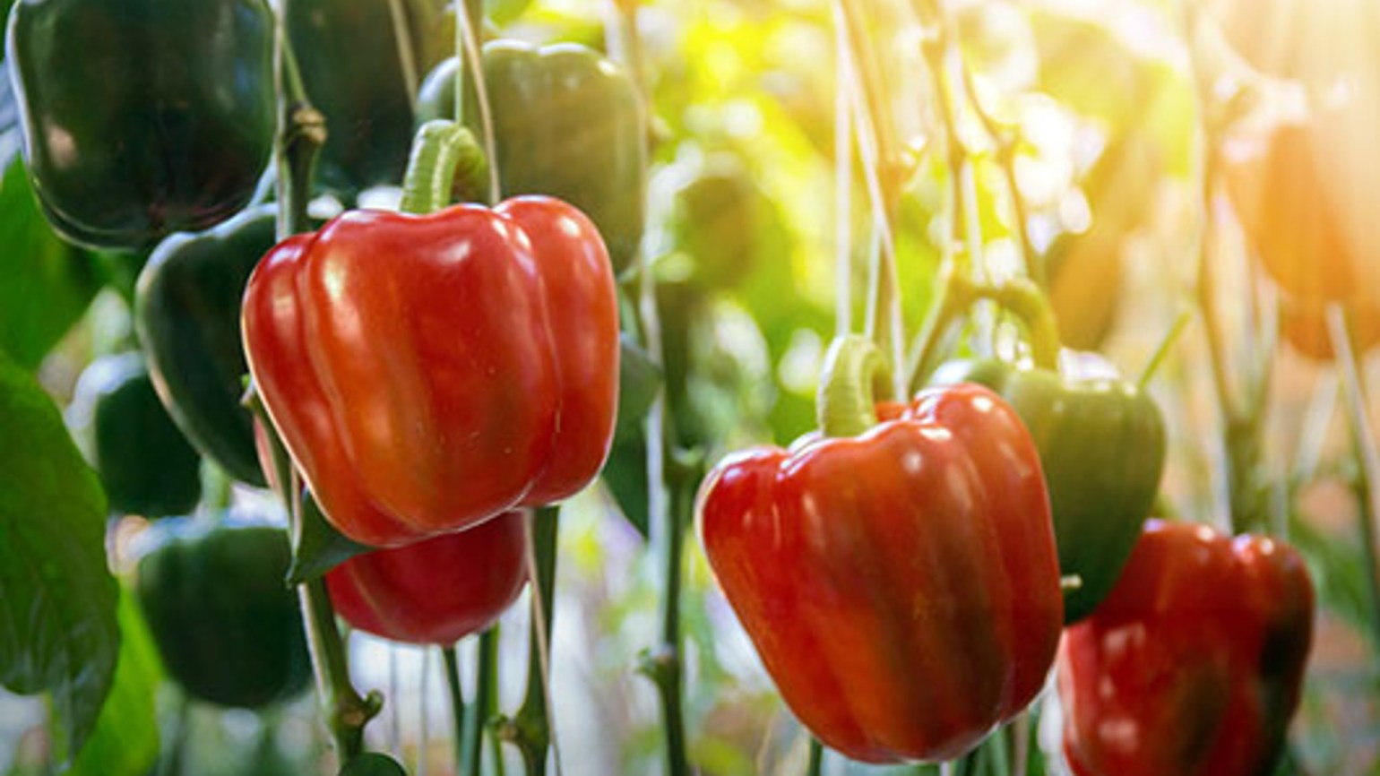 Ardei - BASF Agricultural Solutions România