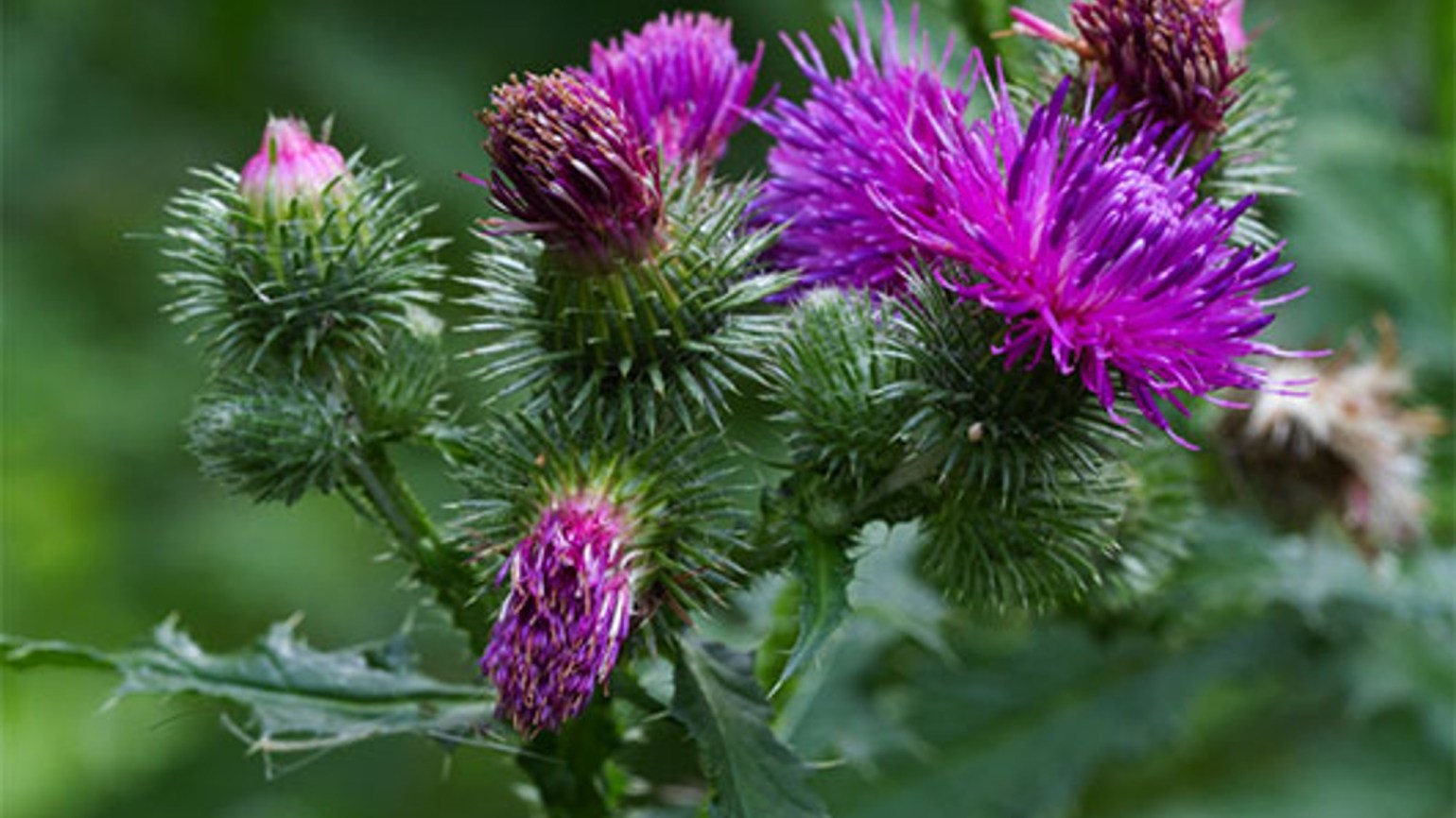 Totul despre pălămidă. Particularități, creștere și moduri de eliminare ...