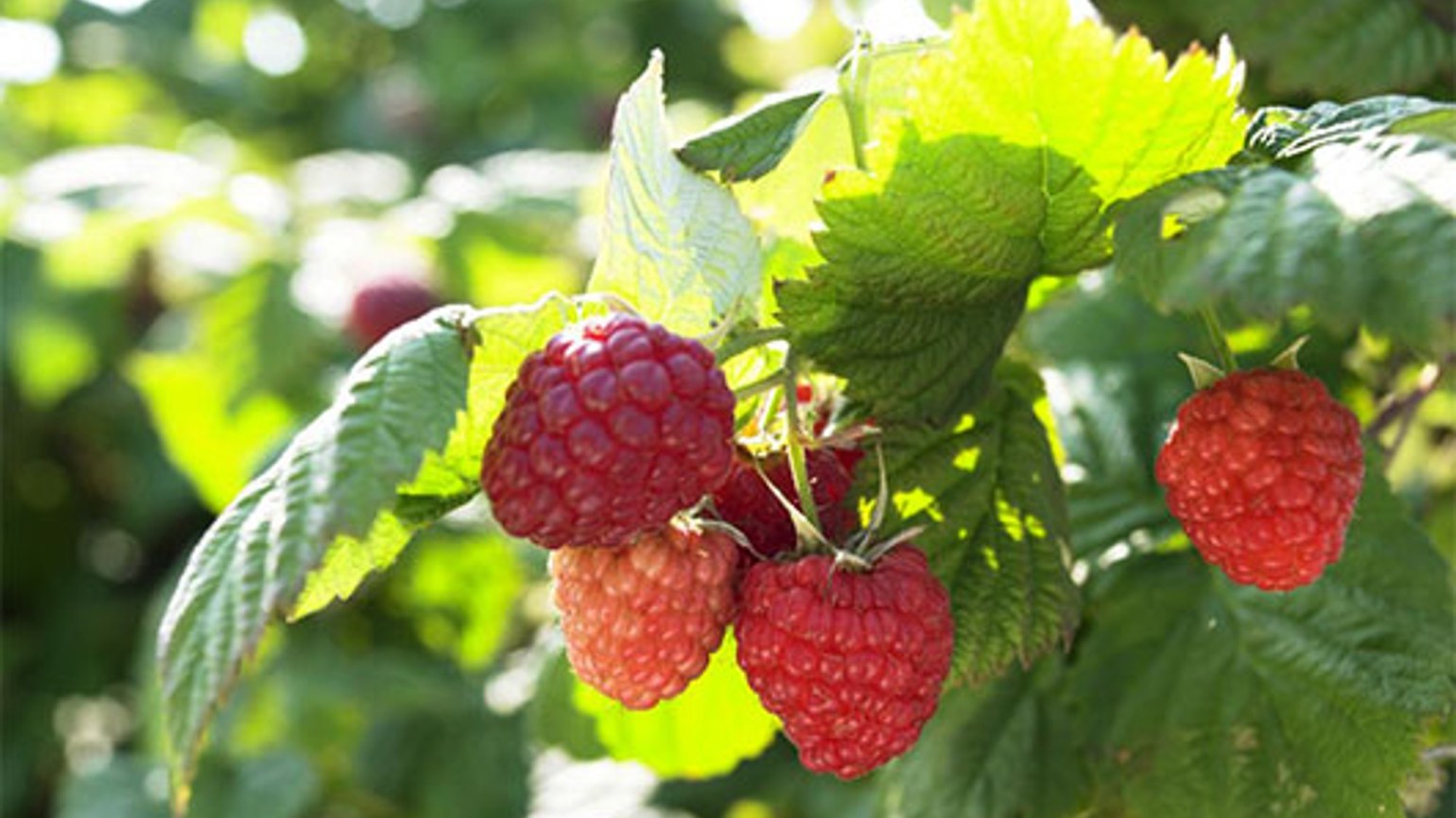 Cultura de zmeura: plantare, intretinere, principalele boli