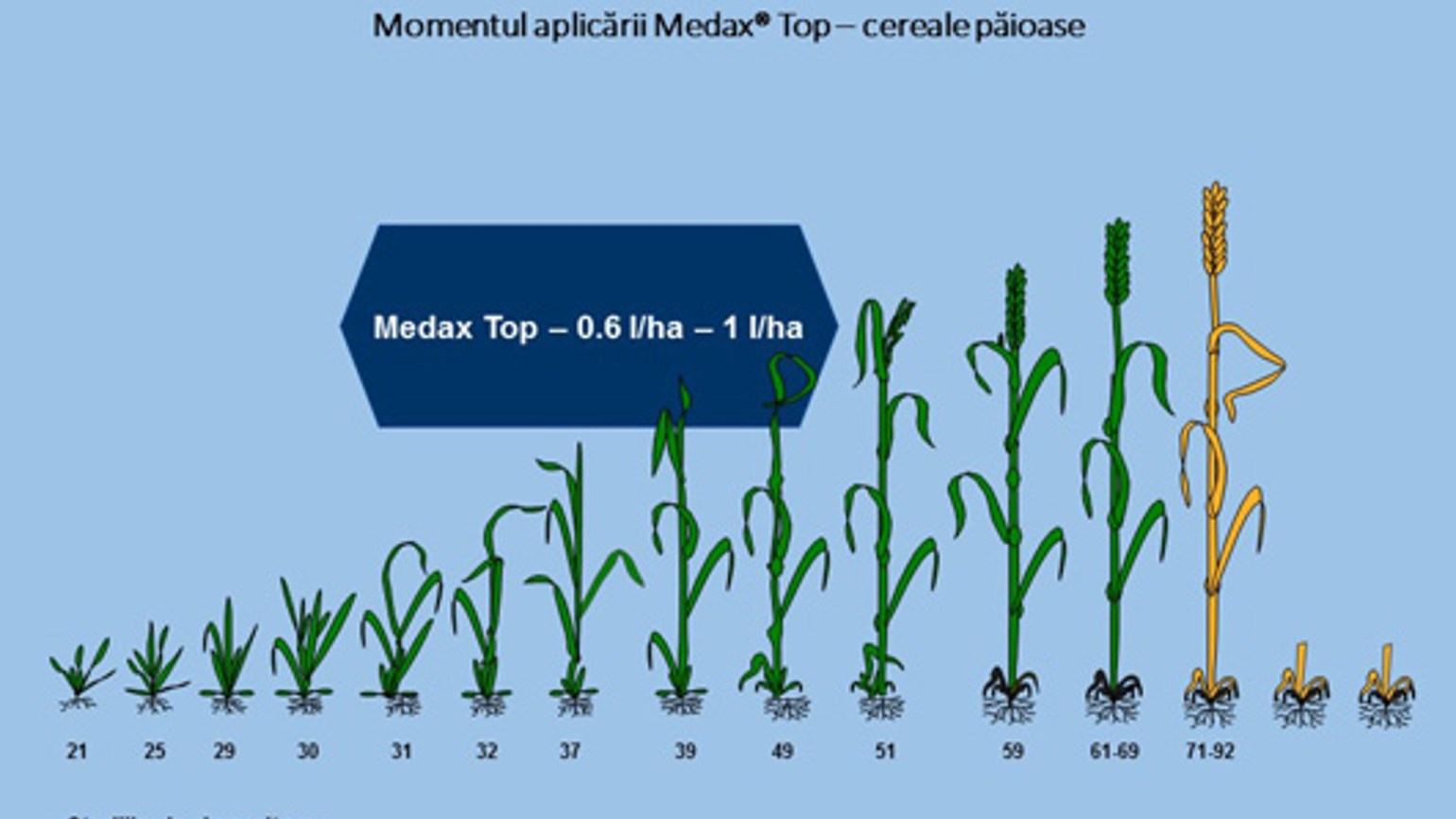 Medax® Top: de ce sa folosesti regulatori de crestere pentru cereale