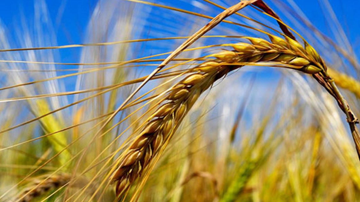 Cultura de triticale: Plantarea și prevenirea dăunătorilor - BASF ...