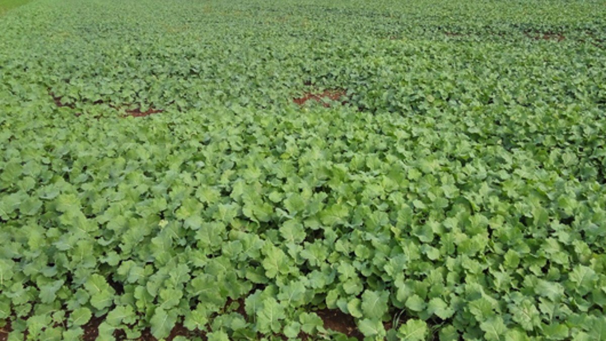 Rapiță - BASF Agricultural Solutions România