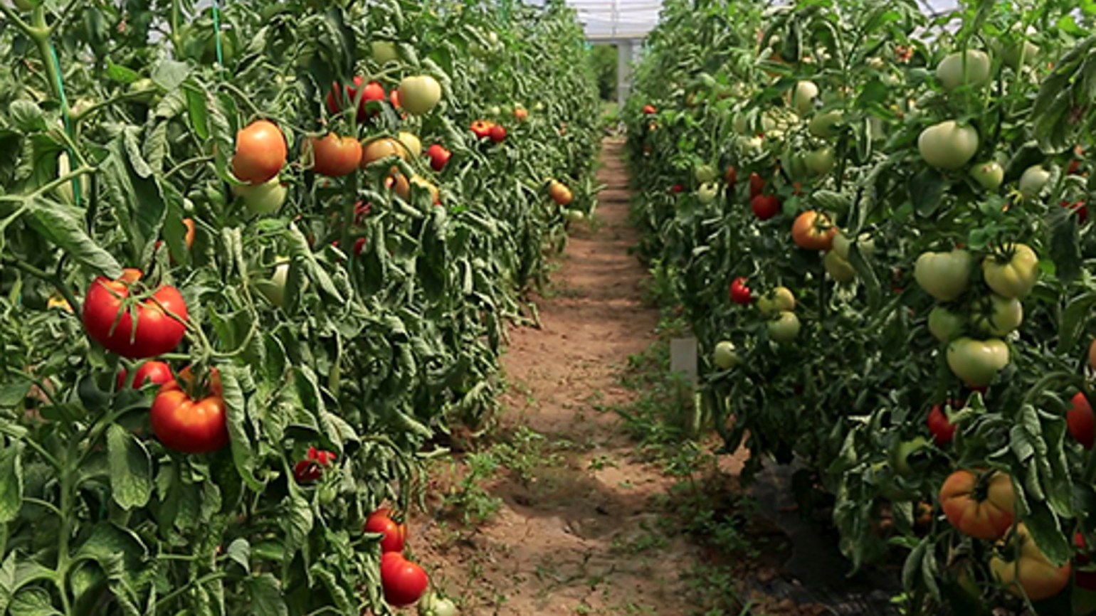 Cultura de tomate in gradina si solarii. Plantare, semanare,