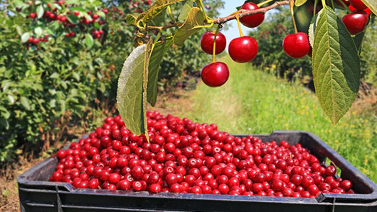 Cireș - BASF Agricultural Solutions România