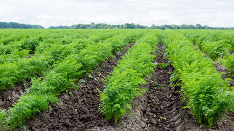 Cultura morcovului: Condiții optime, întreținere, recoltare - BASF ...