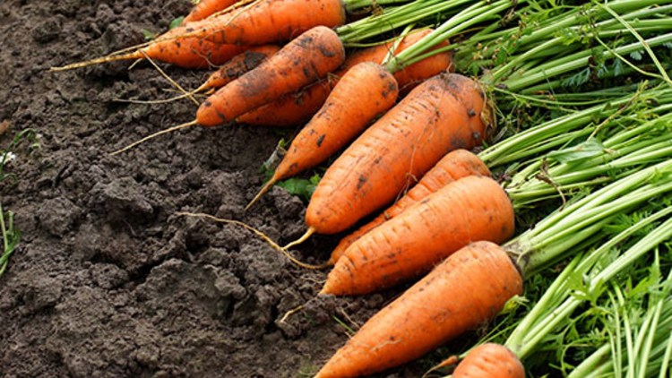 Cultura morcovului: Condiții optime, întreținere, recoltare - BASF ...