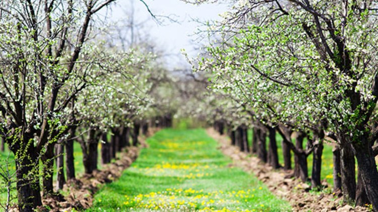Cultura prunului: particularități și ghid de întreținere - BASF ...