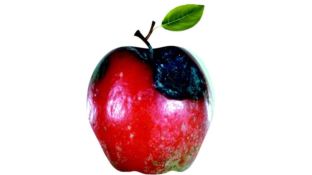 Putrezirea amară - BASF Agricultural Solutions România