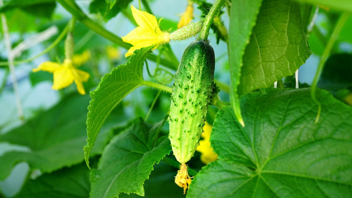 Afla totul despre castraveti si cum ii poti proteja