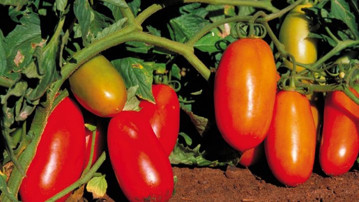 Afla totul despre cultura de tomate si cum o poti proteja