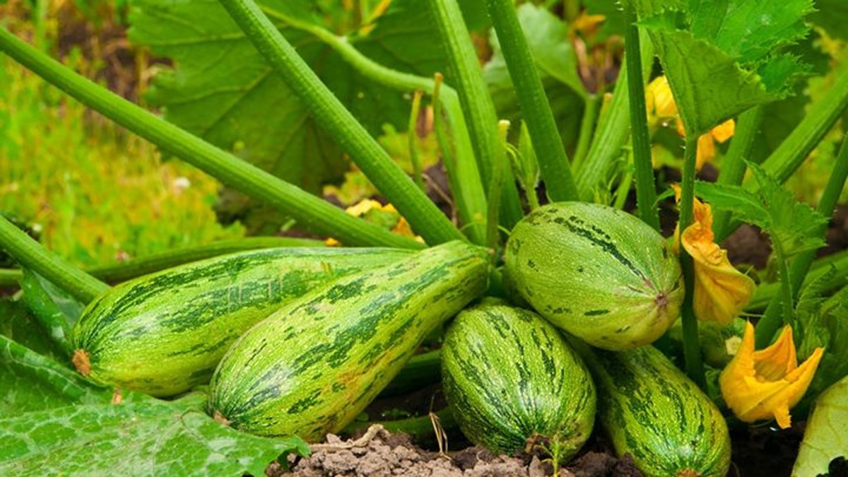 Afla totul despre cultura de zucchini si cum o poti proteja