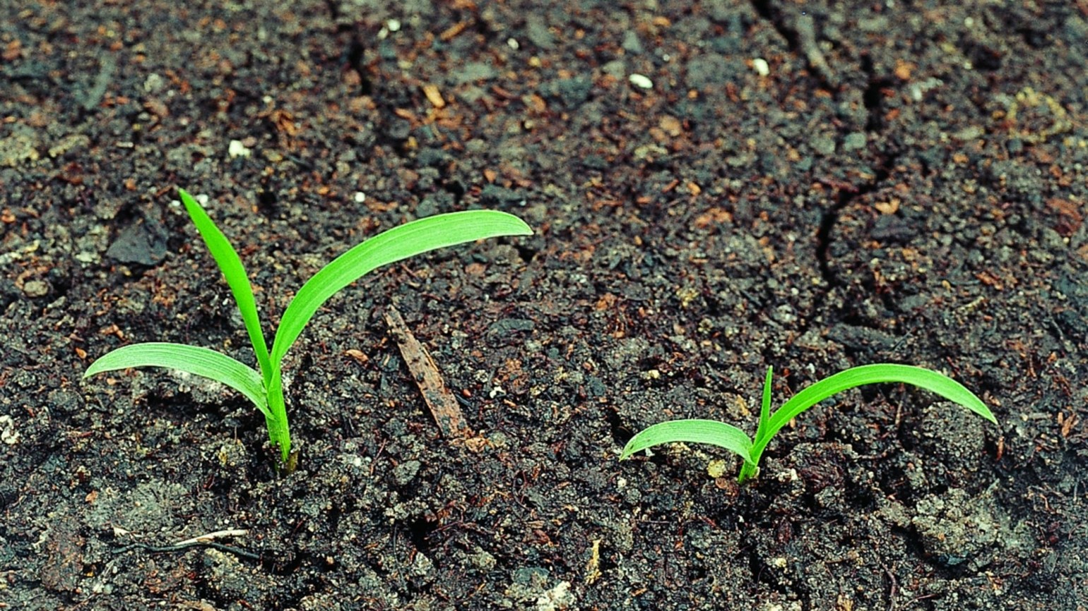 Mohor lat, iarbă bărboasă - BASF Agricultural Solutions România