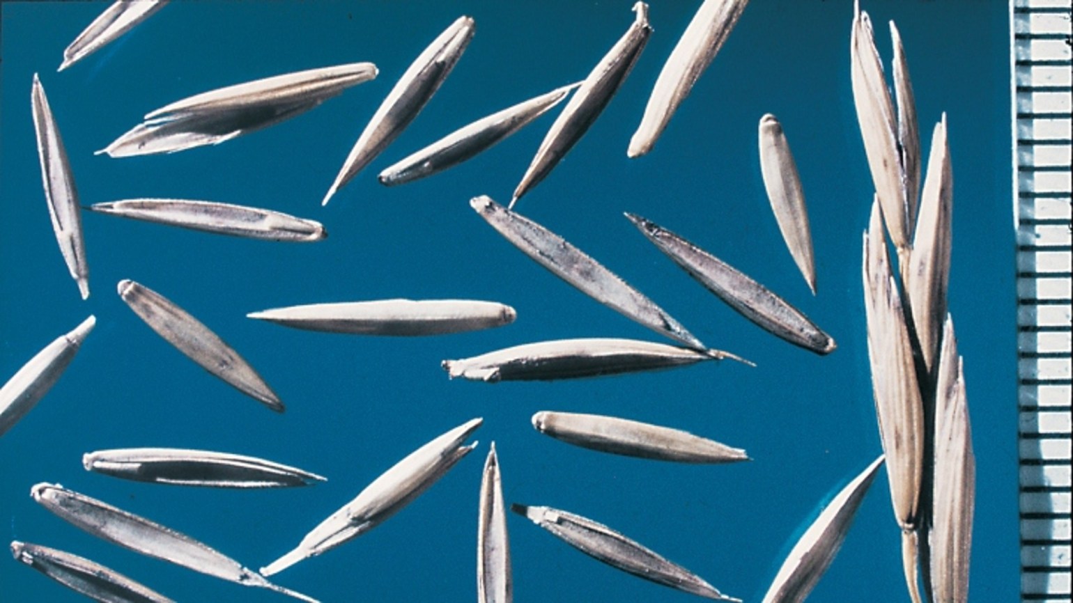 Pir târâtor - BASF Agricultural Solutions România