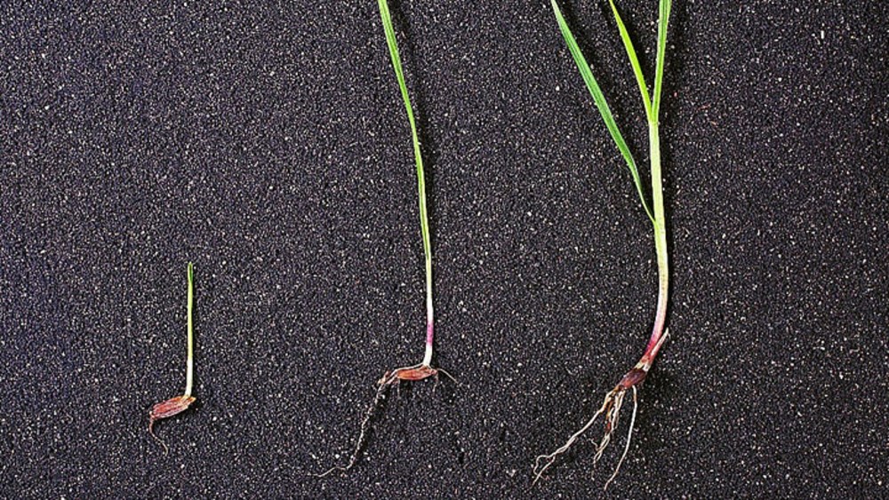 Coada vulpii - BASF Agricultural Solutions România
