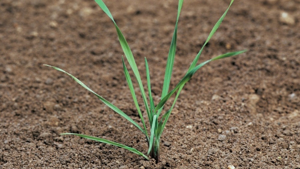 Coada vulpii - BASF Agricultural Solutions România