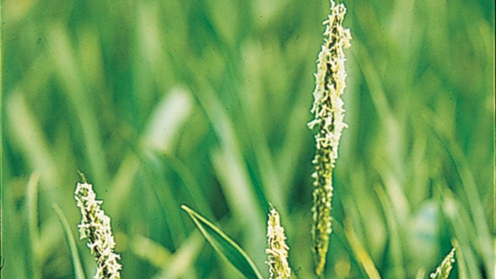 Coada vulpii - BASF Agricultural Solutions România