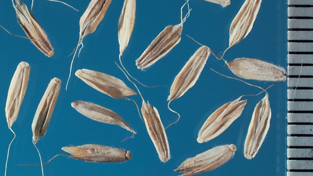 Coada vulpii - BASF Agricultural Solutions România