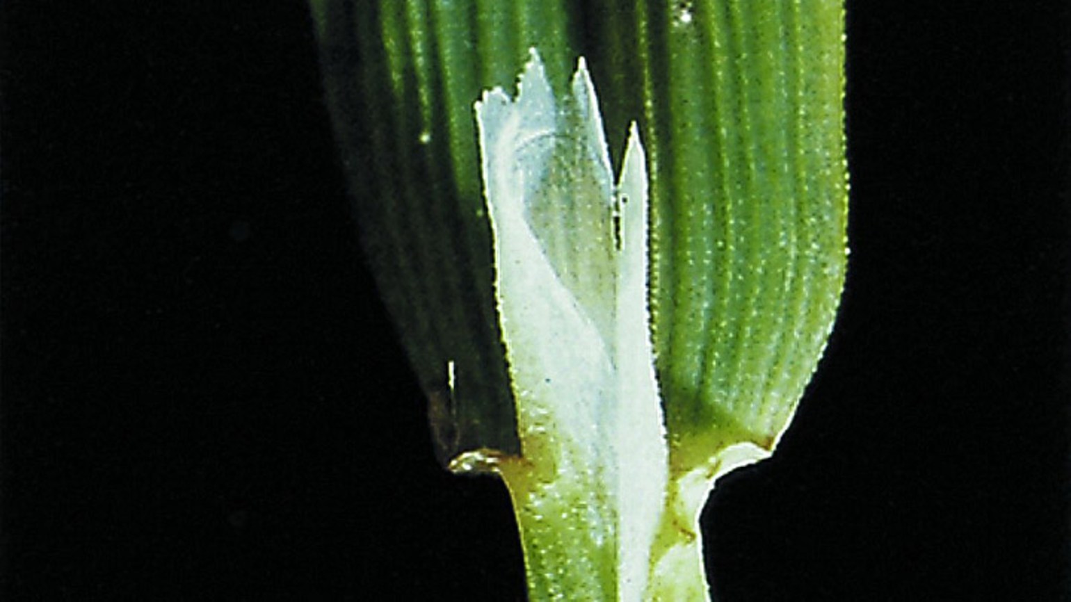 Coada vulpii - BASF Agricultural Solutions România