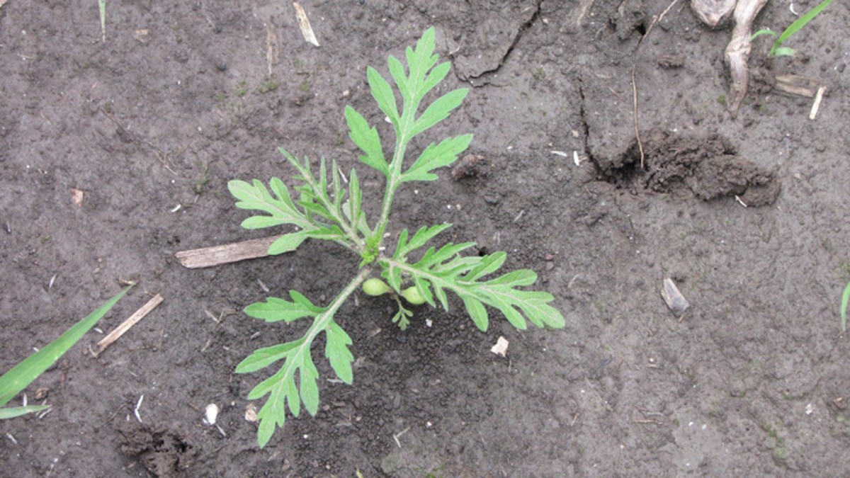 Ambrozia - BASF Agricultural Solutions România