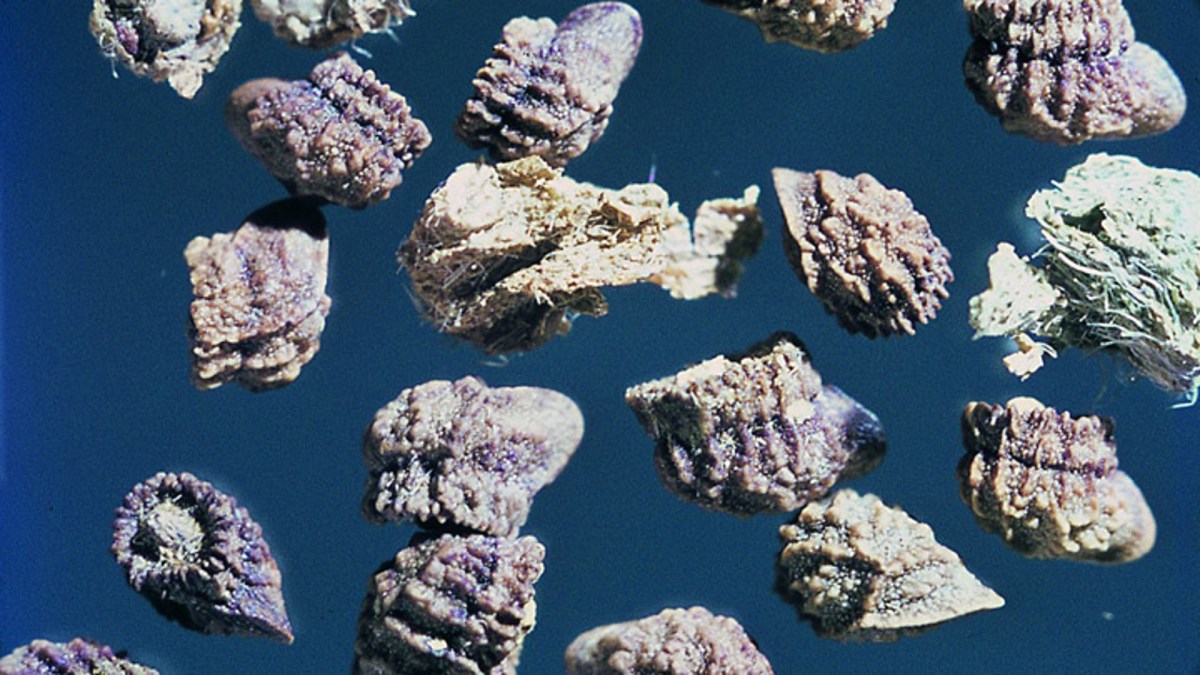 Limba boului, Miruţa - BASF Agricultural Solutions România