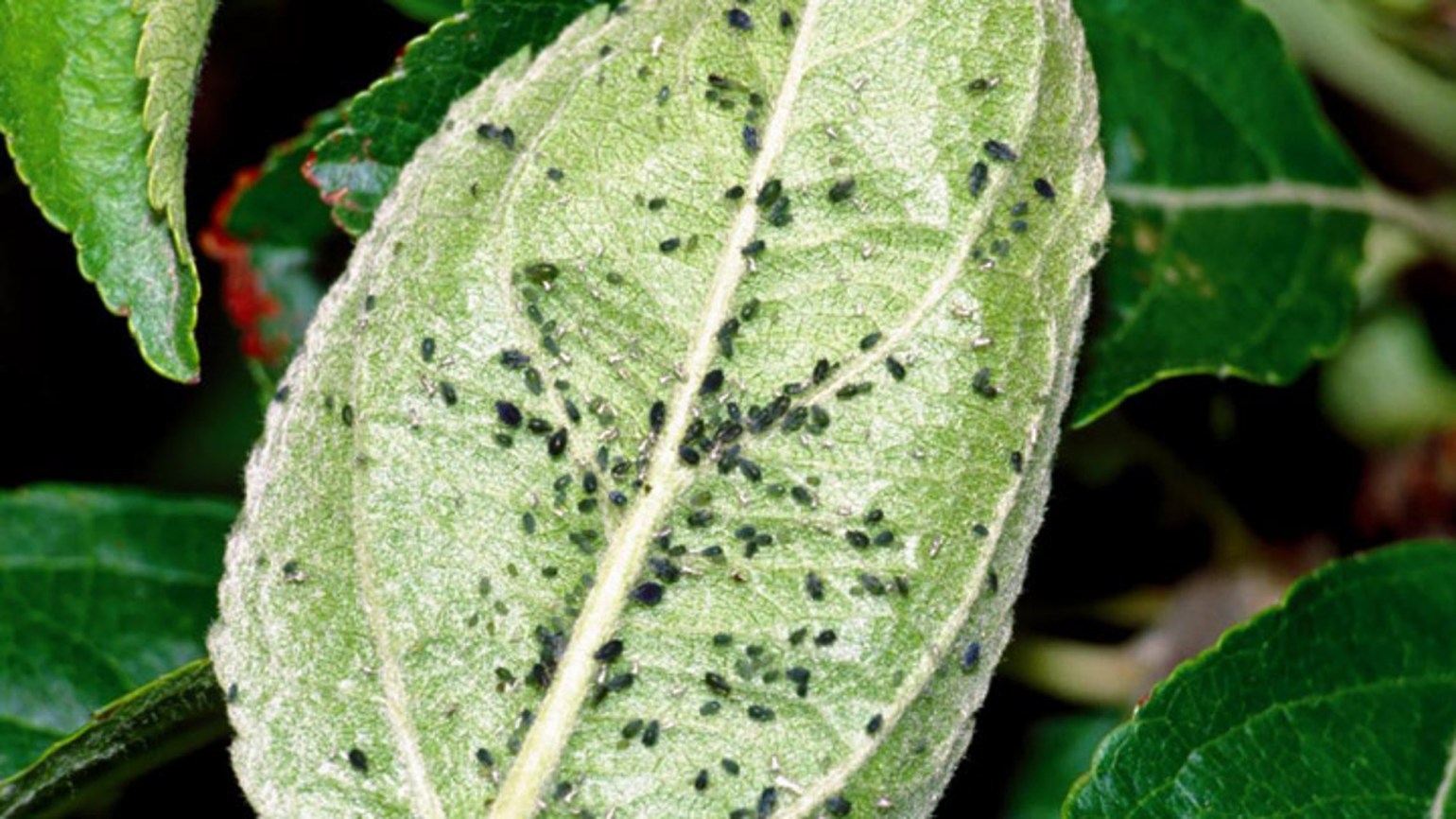 Specii de Afide - BASF Agricultural Solutions România