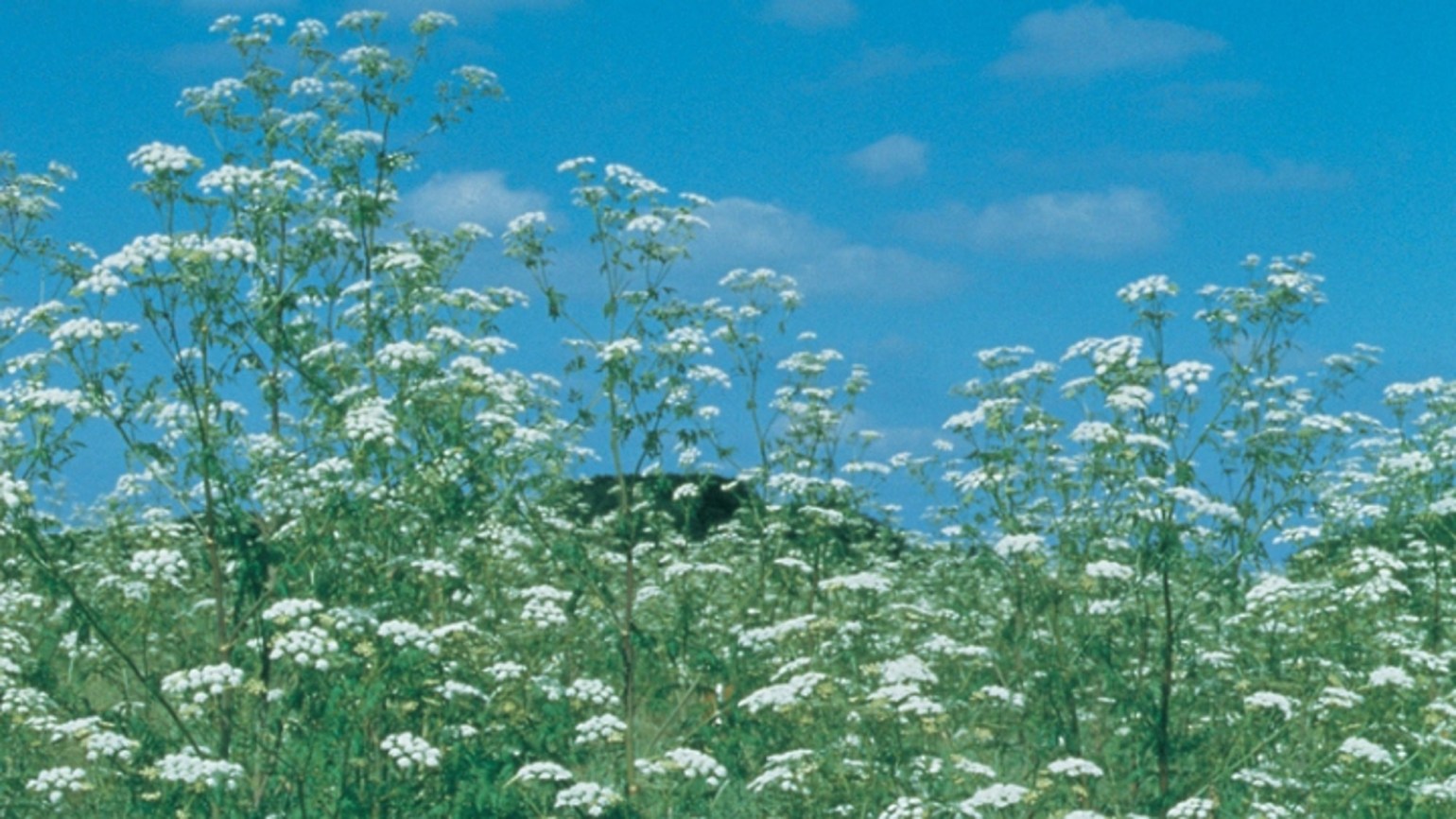 Cucută - BASF Agricultural Solutions România