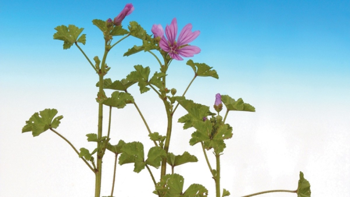 Nalba mică (casul popii) - BASF Agricultural Solutions România