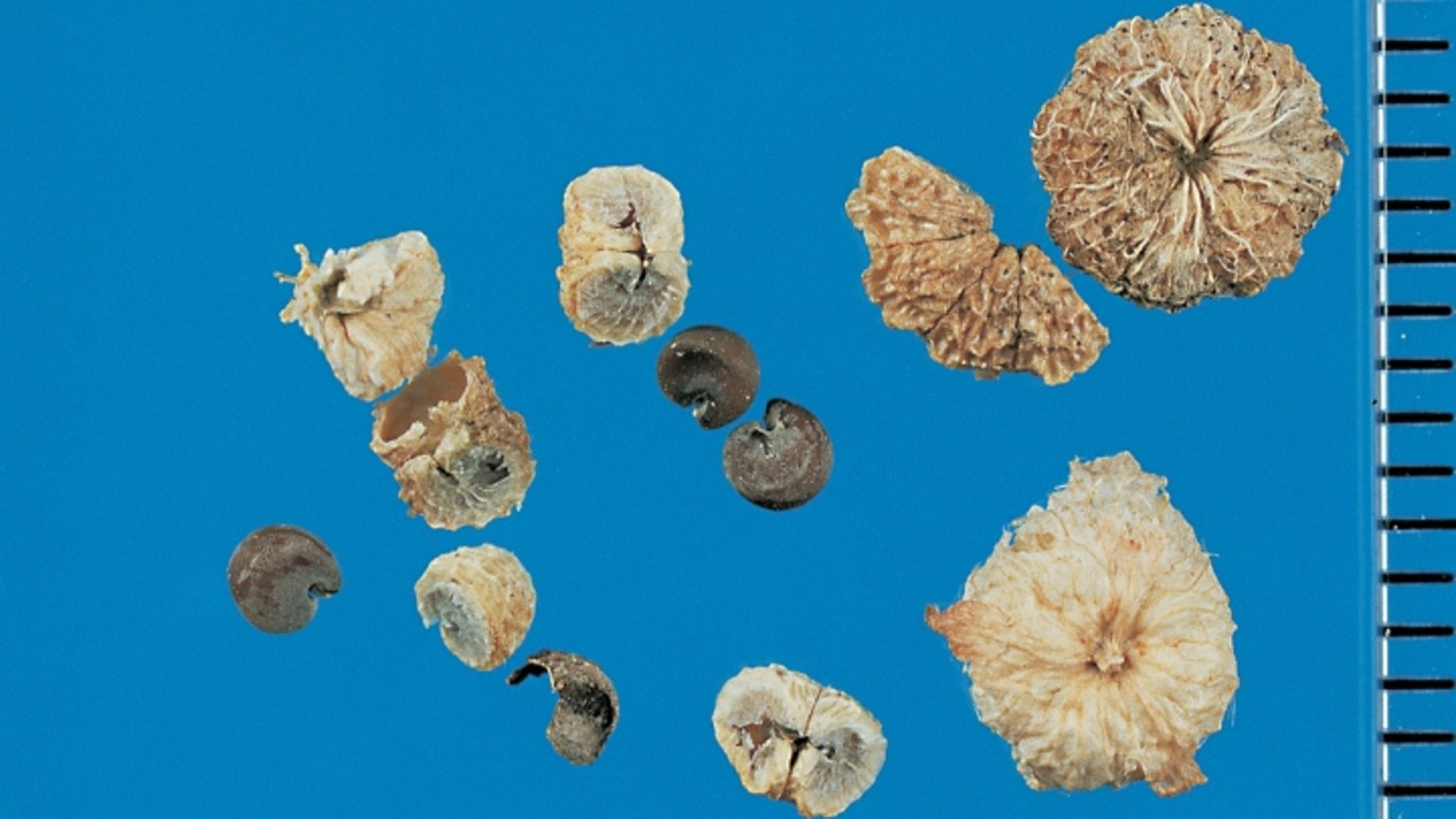 Nalba mică (casul popii) - BASF Agricultural Solutions România