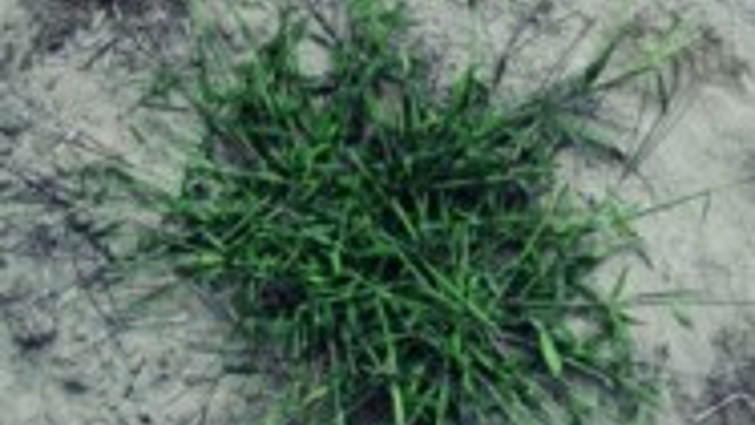 Specii de mohor - BASF Agricultural Solutions România