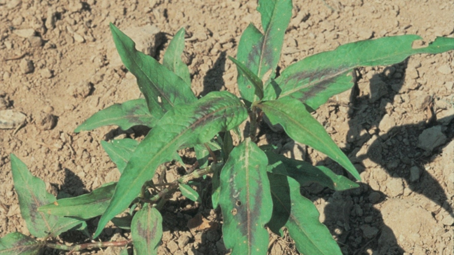 Specii de Troscot - BASF Agricultural Solutions România