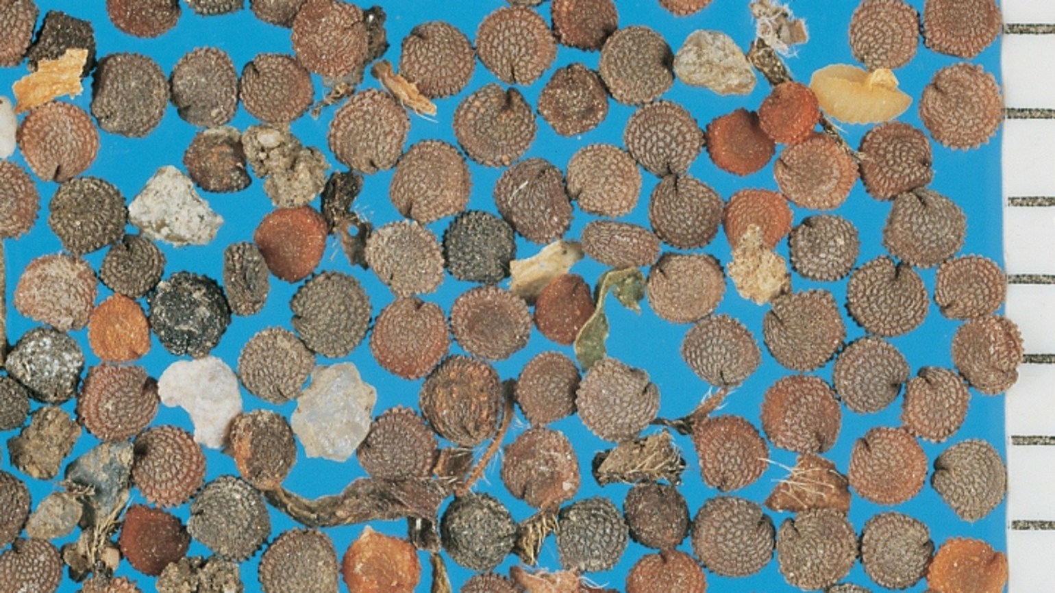 Rocoina (Familia Caryophyllaceae) - BASF Agricultural Solutions România